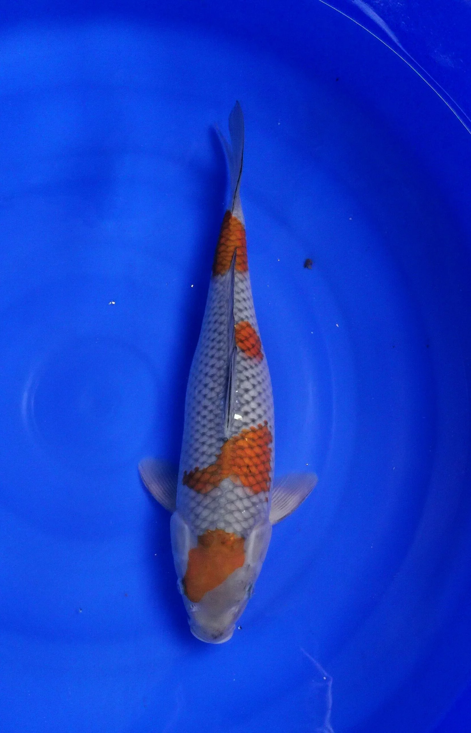 Carpe koi ochiba nisai Carpe koi ochiba nisai