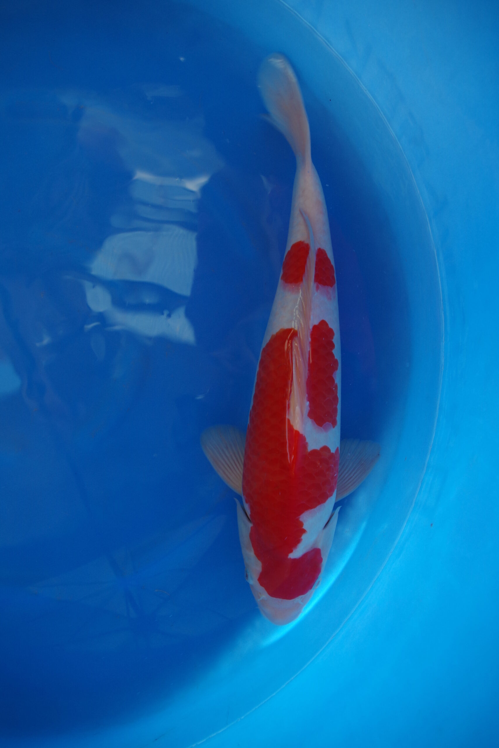 Carpe koi nissai kohaku 5 - France Carpe Koï Bassin Carpe koi nissai kohaku 5 - France Carpe Koï Bassin