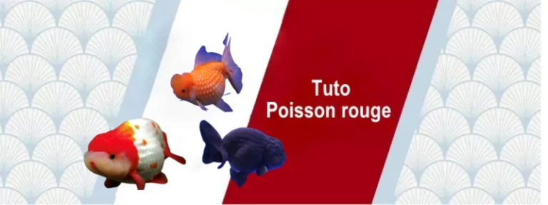 France Carpe Koï bassin | Pisciculture de Saint Morat | carpes koï