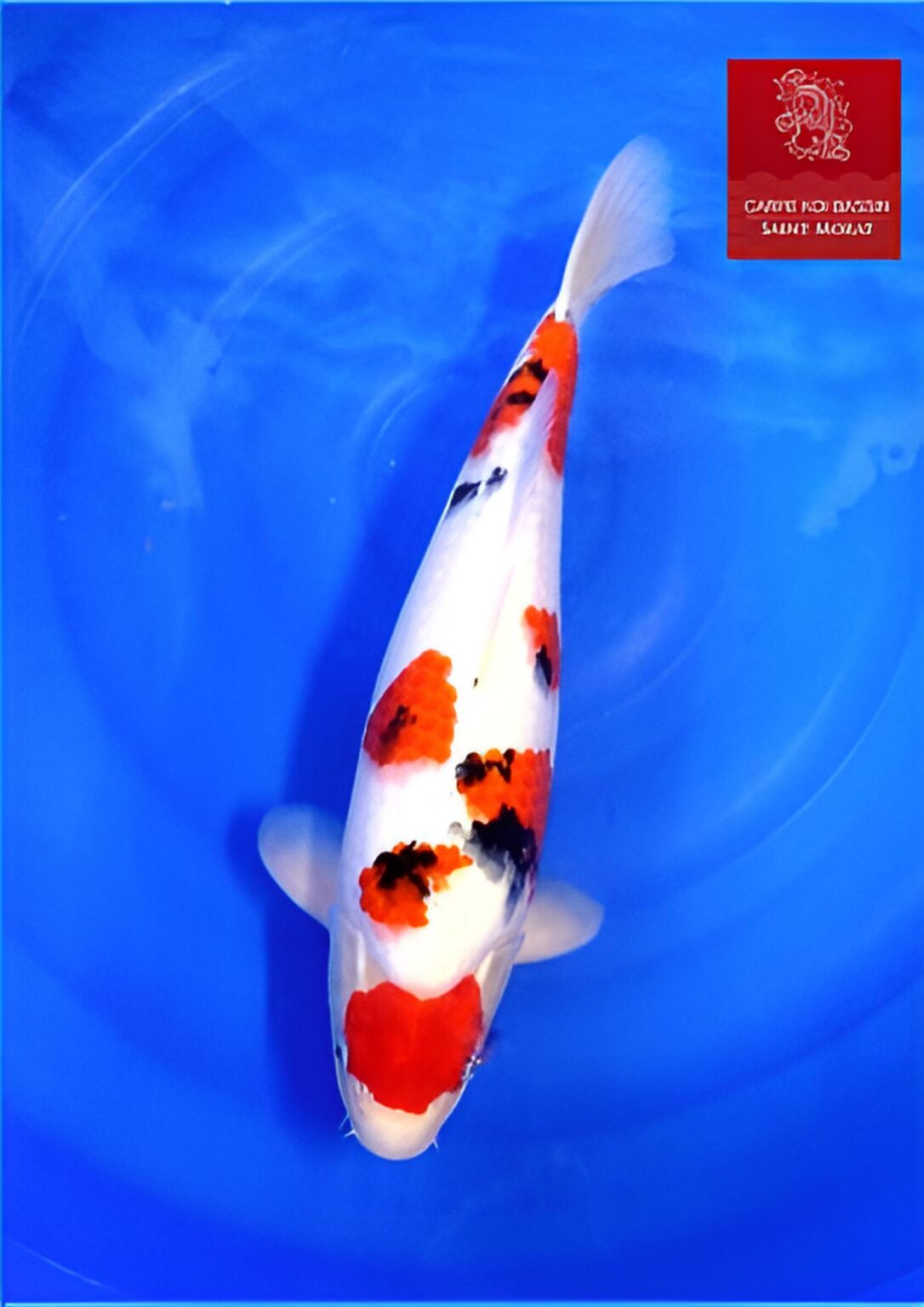 Odakan sanke nisai maruten