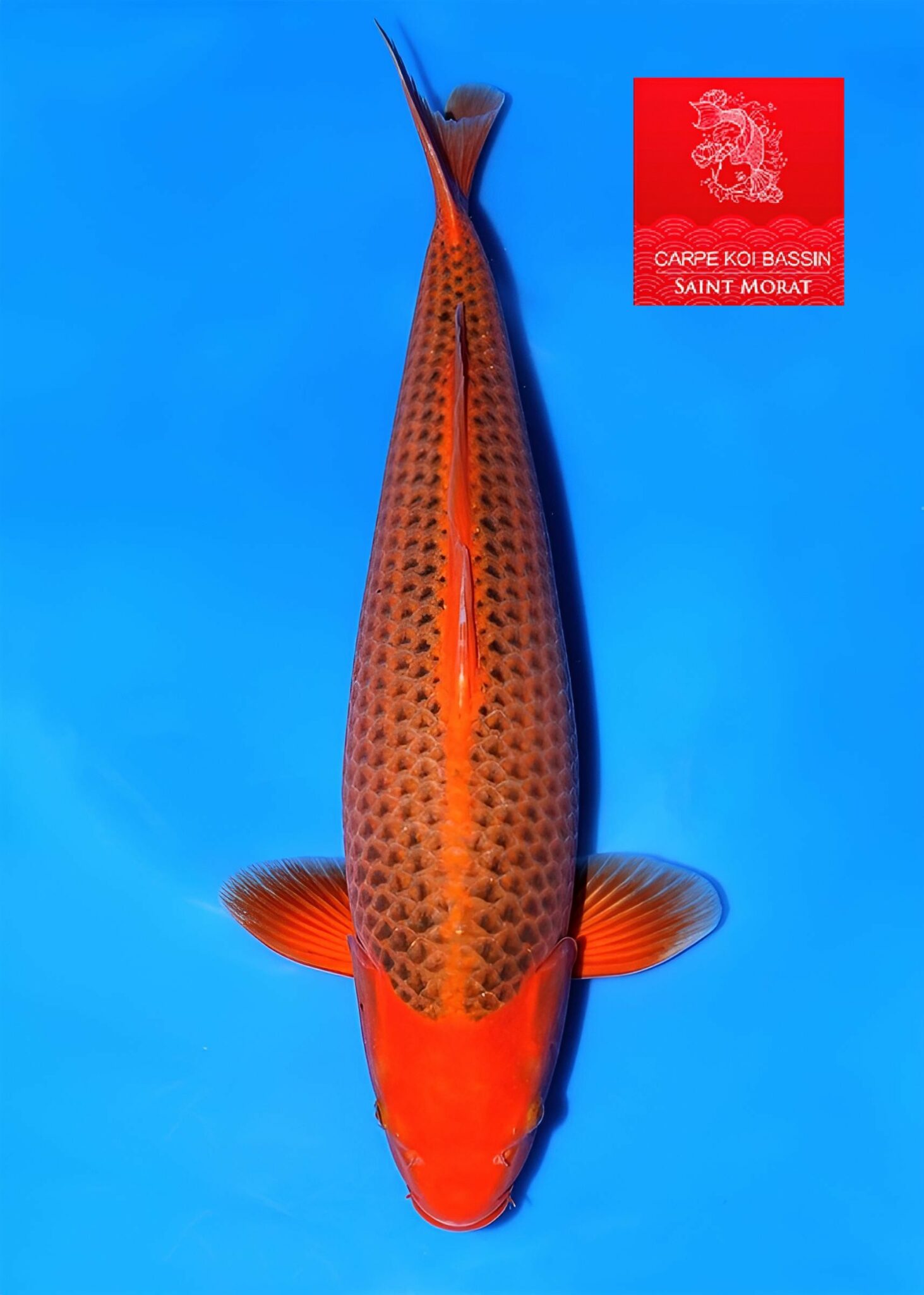 Nisai aka matsuba mâle Ooya/ francecarpekoibassin