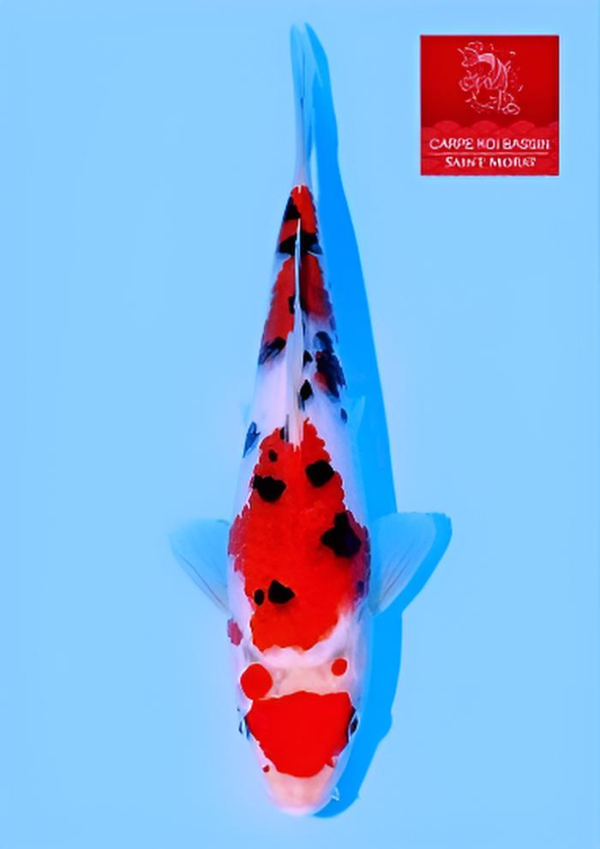Bepu tosai sanke 68/francecarpekoibassin